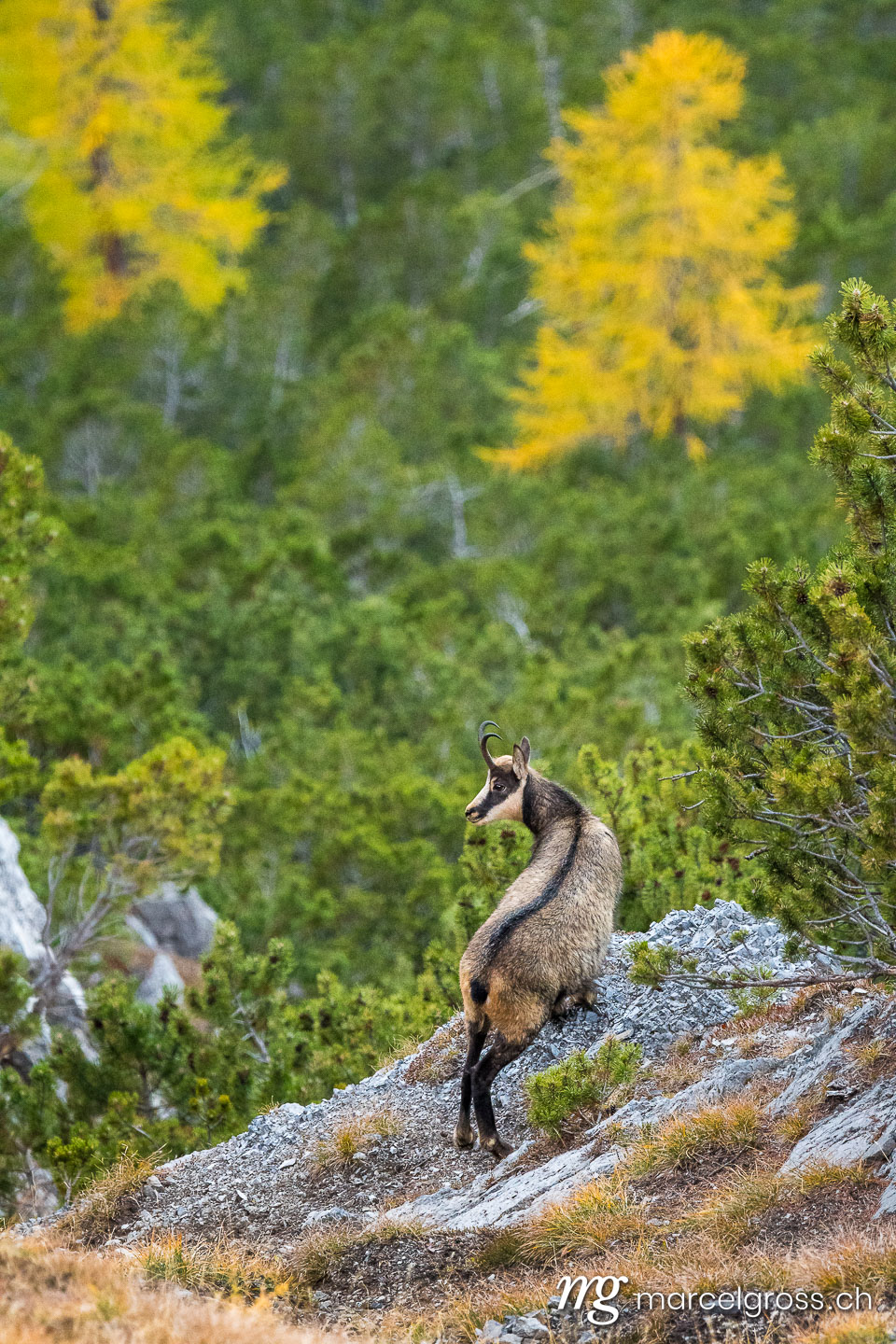 Swiss Wildlife Pictures - Marcel Gross Photography